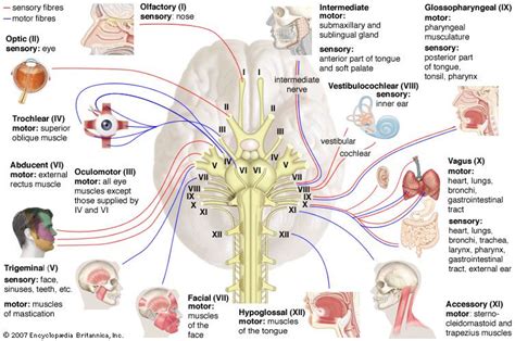 Human Nervous System Cranial Nerves Anatomy Function Britannica