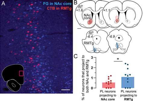 retrograde tracing of prelimbic pl neurons projecting to nucleus download scientific diagram