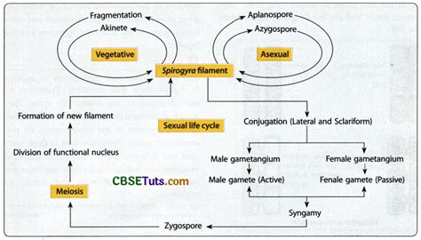 Sexual Reproduction In Organisms An Overview Types And Its Process Cbse Tuts