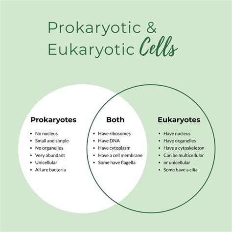 Main Differences Between Bacteria And Eukaryotic Cells Venn