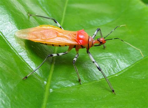 Castolus Lineatus Hemiptera Reduviidae Assasin Bug Fe Flickr