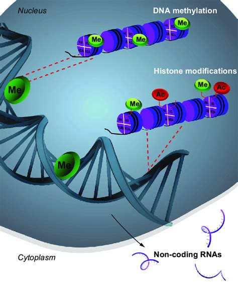 Epigenetic Mechanisms That Regulate Gene Expression The Mammalian