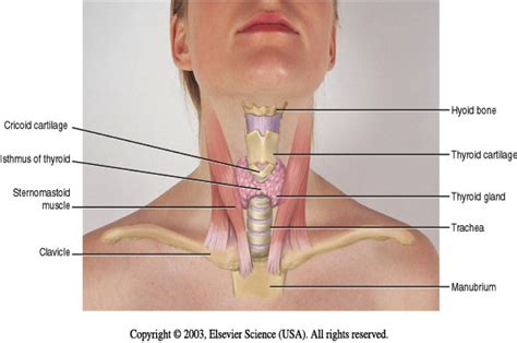 Glands Back Of Neck Diagram Lymph Nodes Neck Head Occipital
