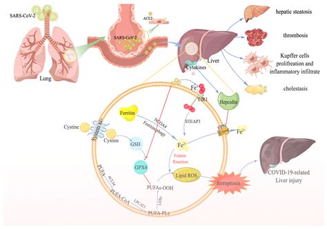 Frontiers Ferroptosis In COVID 19 Related Liver Injury A Potential