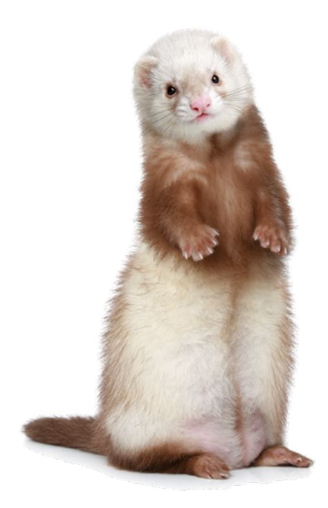 Ferret Pretty Bird