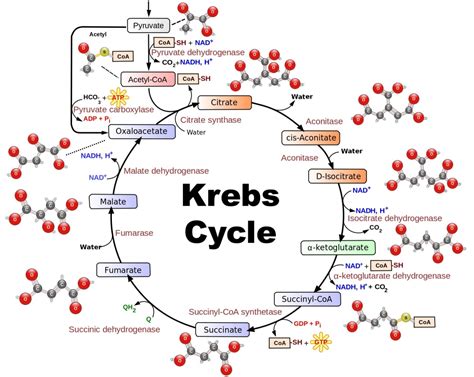 Steps Of The Krebs Cycle