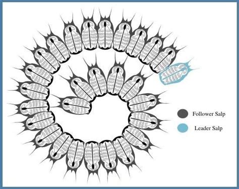 illustration of the salp swarm algorithm download scientific diagram