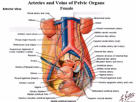 Av Of Female Pelvic Organs Diagram Quizlet
