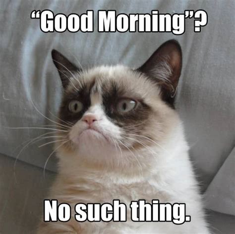 Funny Grumpy Cat Good Morning Good Morning Images Quotes Wishes Messages Greetings And Ecards