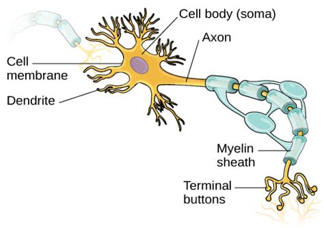 Identify The Structures Of The Neuron