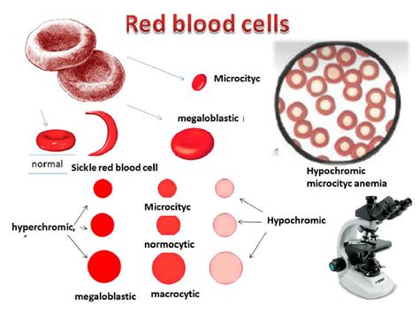 Blood Cells And Its Types With Functions 42 OFF