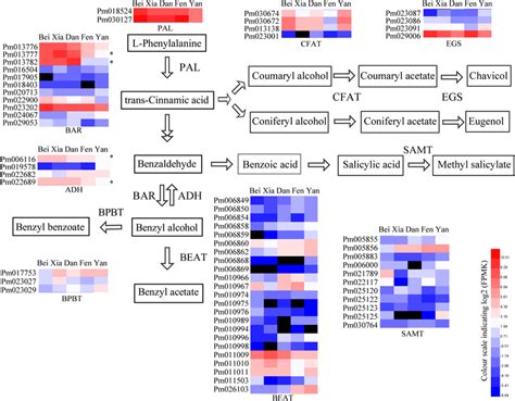 Heat Maps Of The Differential Expressed Genes Encoding Key Enzymes In