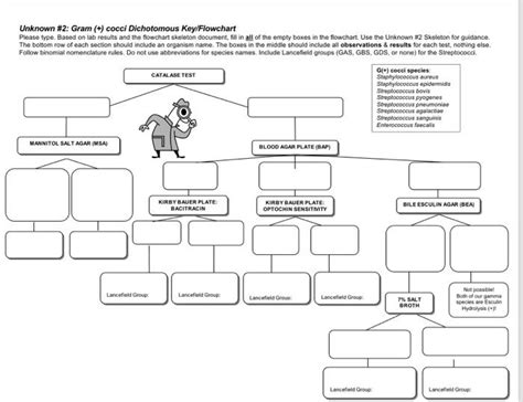 Solved Unknown 2 Gram Cocci Dichotomous Key Flowchart Chegg