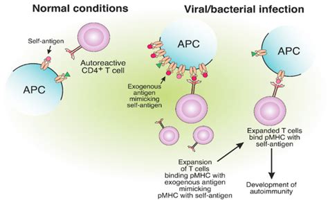 cells free full text mhc class ii presentation in autoimmunity
