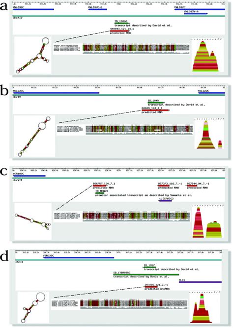 examples of predicted ncrnas genomic context tiling array pattern and download scientific