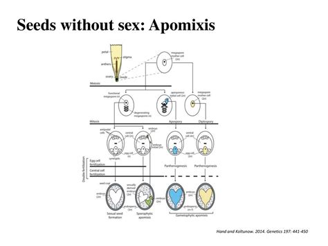 Asexual Reproduction And Plants That Cover The Reproductive Bases Ppt Download