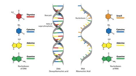 Dna Vs Rna 5 Key Differences And Comparison 2023 Hot Sex Picture