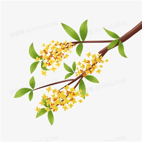 手绘插画桂花花枝元素图片免费下载 PNG素材 编号z62i84g7l 图精灵