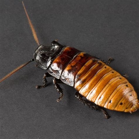 Madagascar Hissing Cockroach National Geographic
