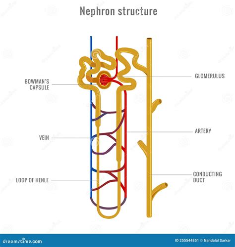 Nephron Structure Vector Drawing The Structural And Functional Unit Of