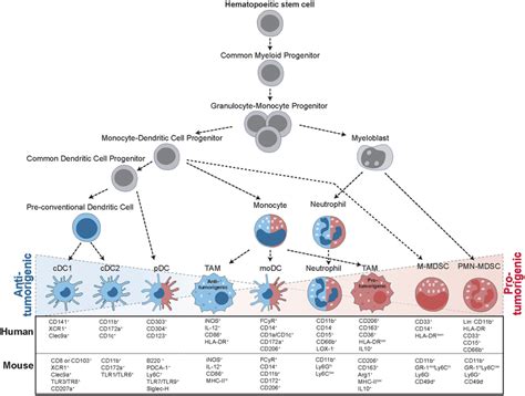Progression From Hematopoietic Stem Cells Hsc To Tumor Infiltrating Download Scientific