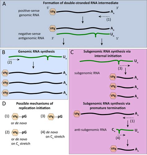 Rna Polymerase Vs Dna Polymerase