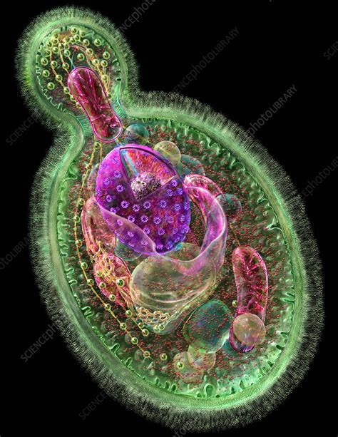 Asexual Reproduction Budding Yeast