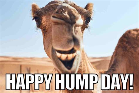 30 Hump Day Memes To Help You Laugh Thru Wednesday