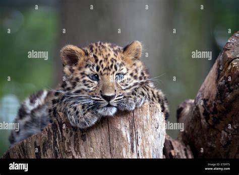Amur Leopard Cub Hi Res Stock Photography And Images Alamy