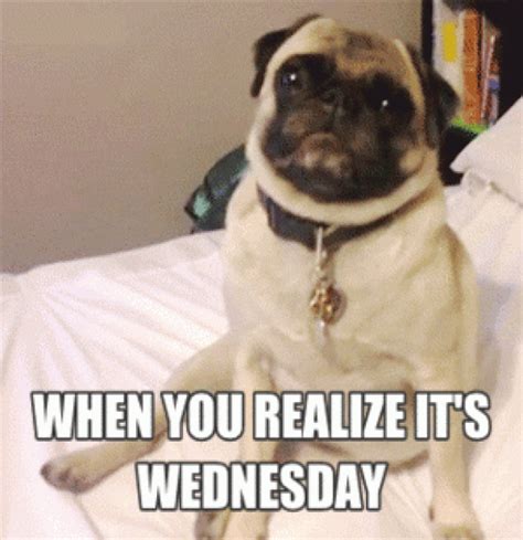 50 Funny Wednesday Quotes And Hump Day Memes To Get You Through The Rest Of This Week In 2023
