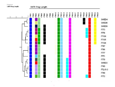 figure 1 from multiple locus variable number tandem repeat analysis of francisella tularensis