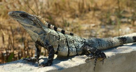 The 3 Invasive Iguanas In Florida Guide With Pictures And Facts