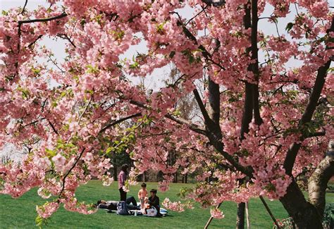 Hanami 101 Experience Cherry Blossom Festival In Japan Like A Local Klook Travel Blog