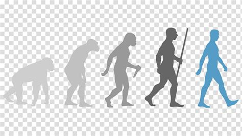 Evolution Cliparts Illustrating The Fascinating Story Of Human Clip