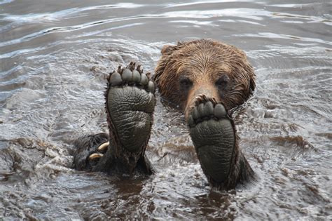 Grizzly Bear Feet By Rose Smith Photo 39679192 500px