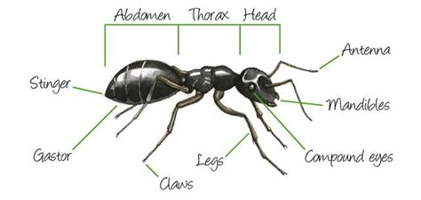 External Ant Anatomy Abdomen Head Compound Eyes Antenna Mandibles Thorax Legs Claws