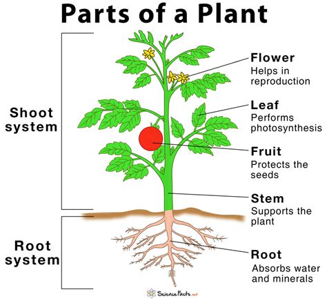 Main Parts Of A Plant Their Functions Structure Diagram