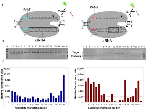 life free full text new pam improves the single base specificity of crrna guided lbcas12a