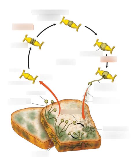 Rhizopus Life Cycle Lab 2 Diagram Quizlet