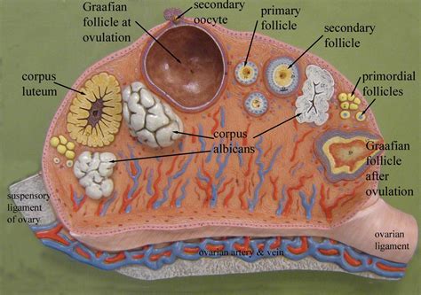 Ovary Diagram Labeled Labeled Structure Of Ovary
