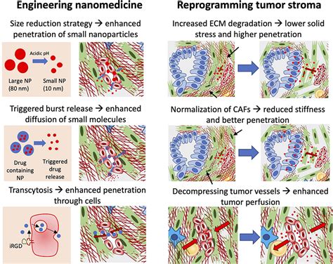 Nanomedicine Strategies To Enhance Tumor Drug Penetration IJN