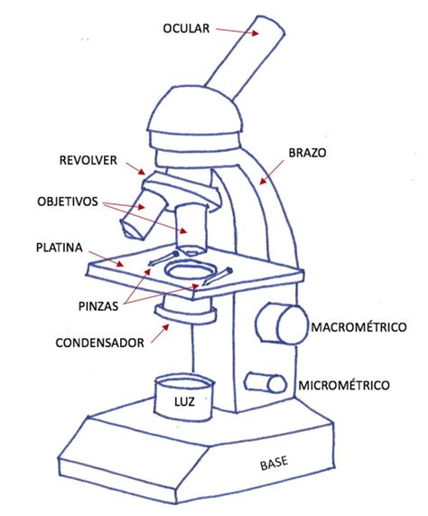 Origen Oswald Informaci N Partes De Un Microscopio Electronico Y Sus