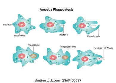 Macrophages What Are They Different Types Function And 48 OFF