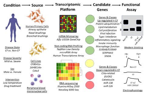 workflow of transcriptomic profiling to identify transcriptomic download scientific diagram