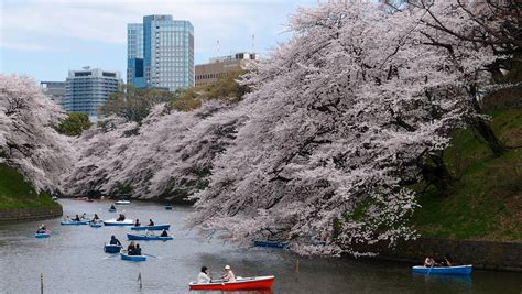 Sponsored Video Experience The Famous Cherry Blossom Hanami In Tokyo ~ Travelphant Travel Blog