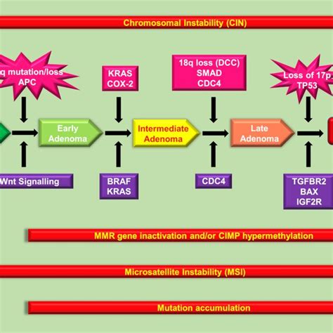 Schematic Representation Of Key Molecular Events That Drive Colorectal