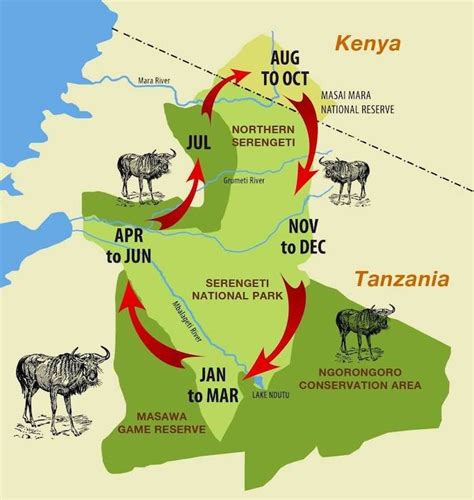 Wildebeest Migration Part 3 EcoTraining