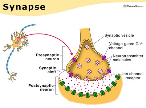 Neuron Communication Jennys Blog