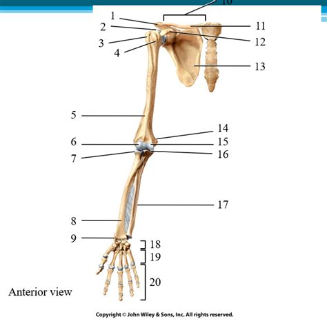 Bio 151 Exercise 10 Bone Markings Of Upper Limb Diagram Quizlet