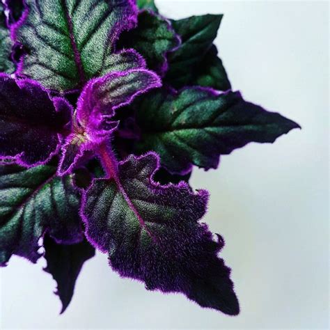 Purple Passion Plant Gynura Spp Purple Plants Purple Passion Plant Plants